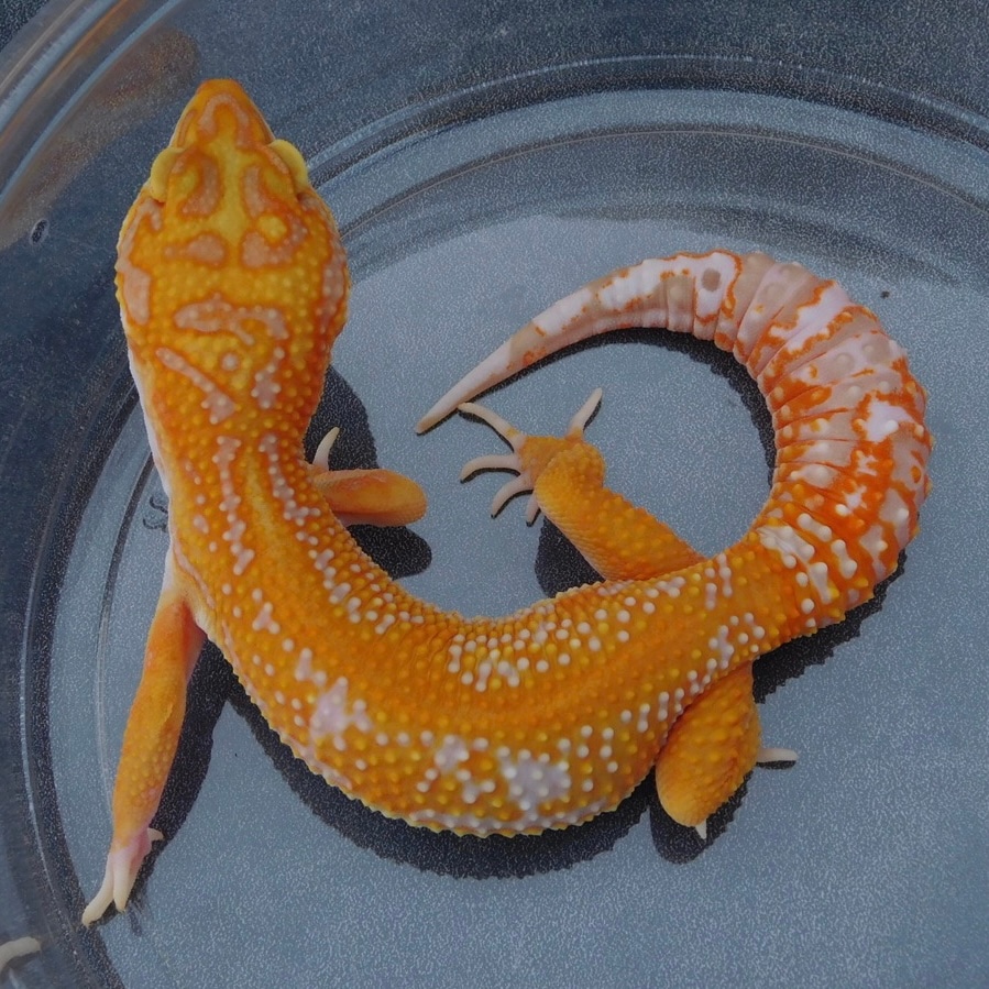 Red Diamond Cross Leopard Gecko by M.S. Farms Exotics - MorphMarket
