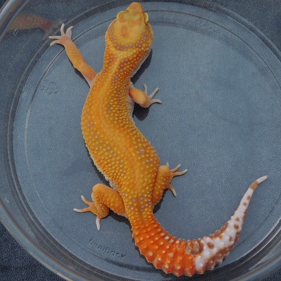 Tangerine Rainwater "F3 RedHot Rainwater Project" *** Leopard Gecko by M.S. Farms Exotics