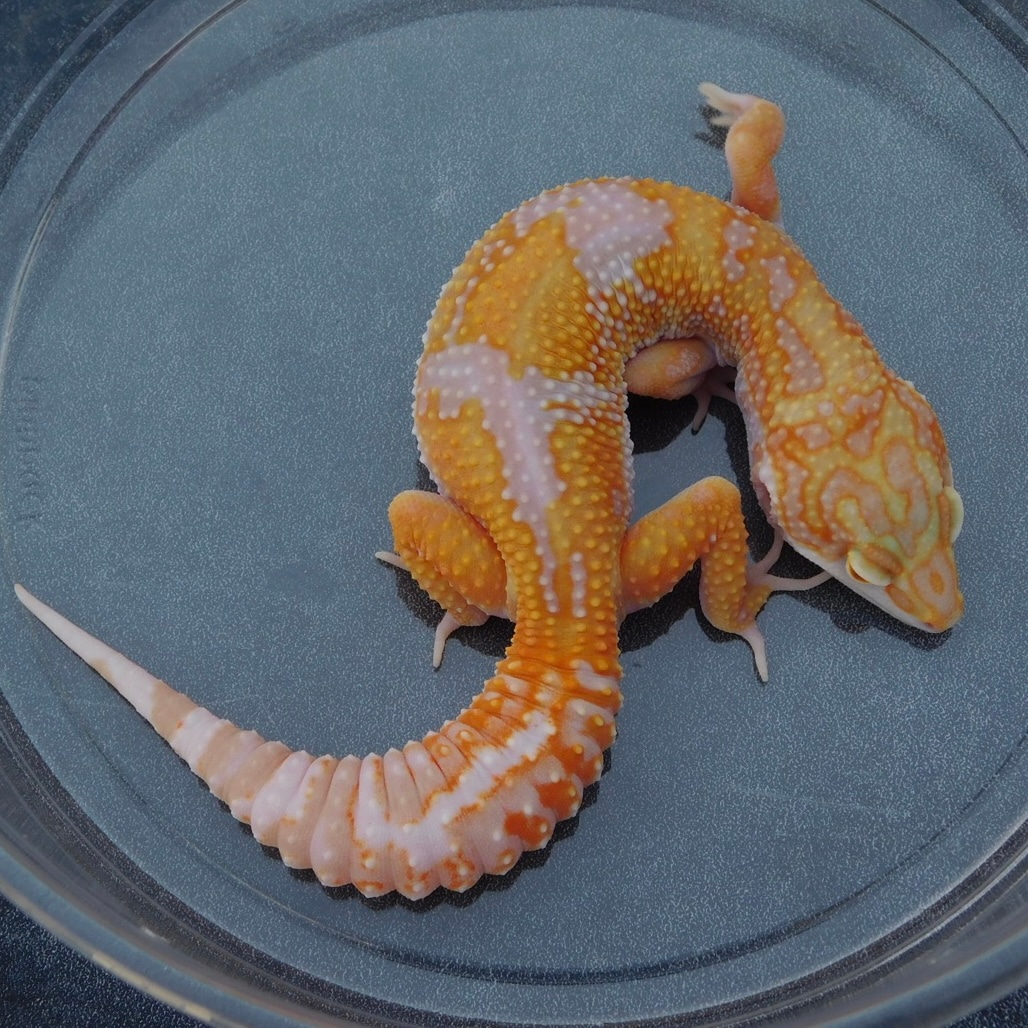 White & Yellow High Contrast Tangerine Tremper 66% Het Eclipse Leopard Gecko by M.S. Farms ...
