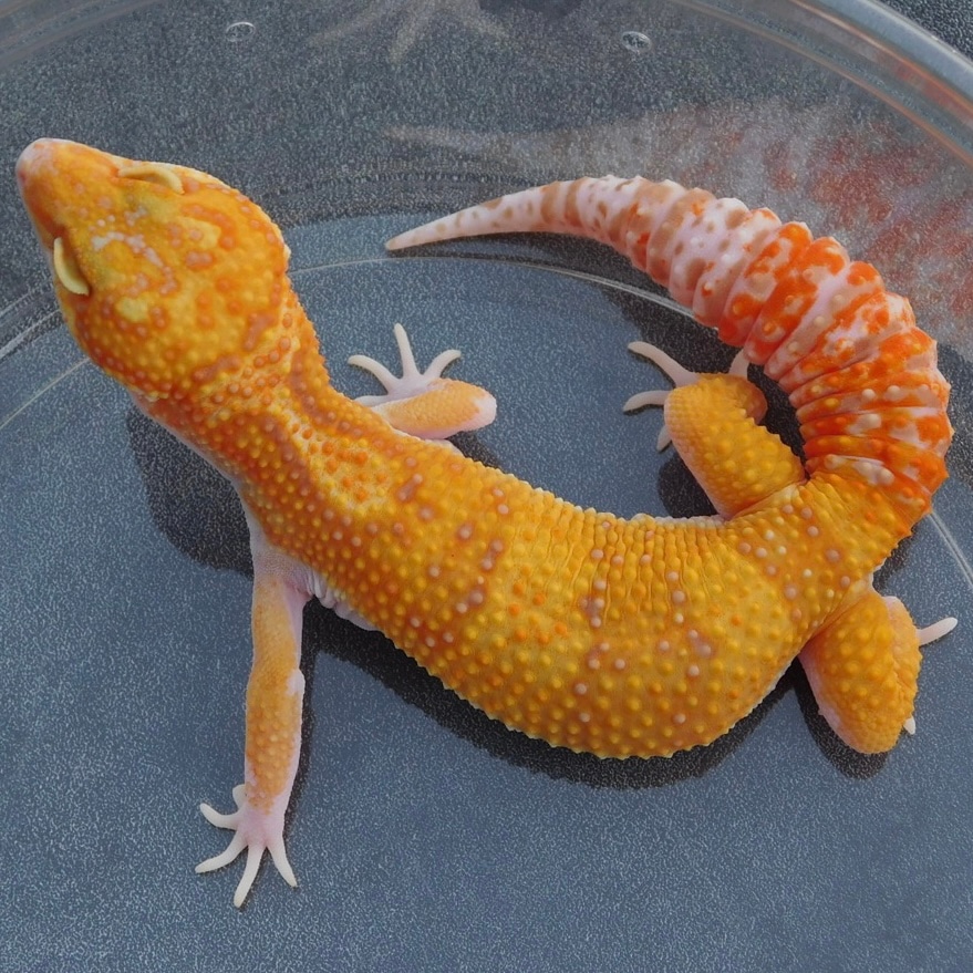 Tangerine Typhoon 66%het Murphy Patternless Leopard Gecko by M.S. Farms ...