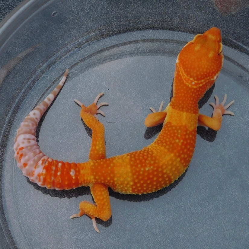 Tangerine Rainwater 66% Het Eclipse 50% Het Murphy Patternless Leopard ...