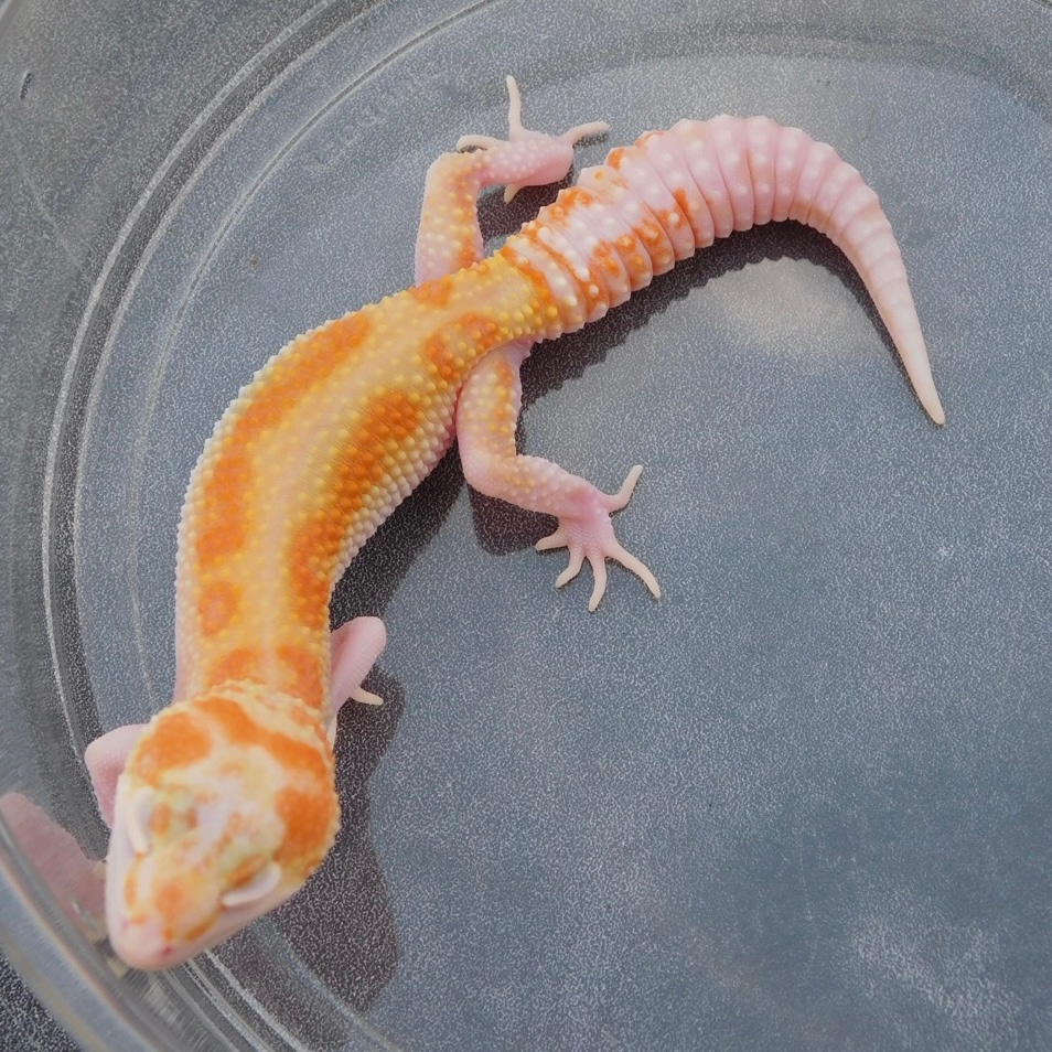 White & Yellow Red Stripe Raptor Leopard Gecko by M.S. Farms Exotics ...