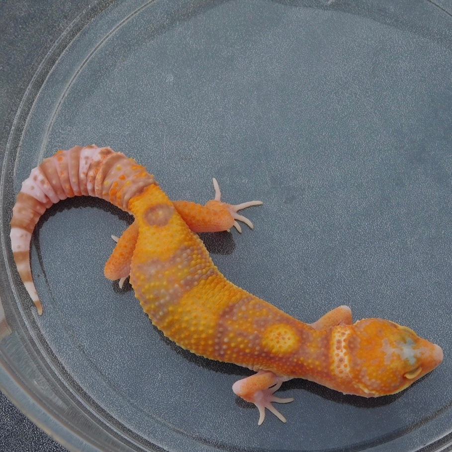Tangerine Typhoon 66% Het Murphy Patternless Leopard Gecko by M.S ...