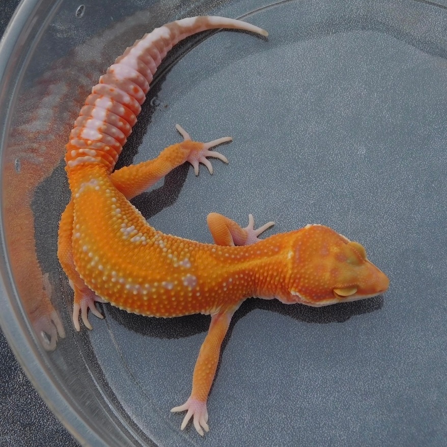 Red Diamond 66% Het Eclipse Leopard Gecko by M.S. Farms Exotics ...