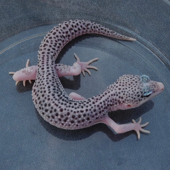 Total Eclipse Leopard Gecko by M.S. Farms Exotics