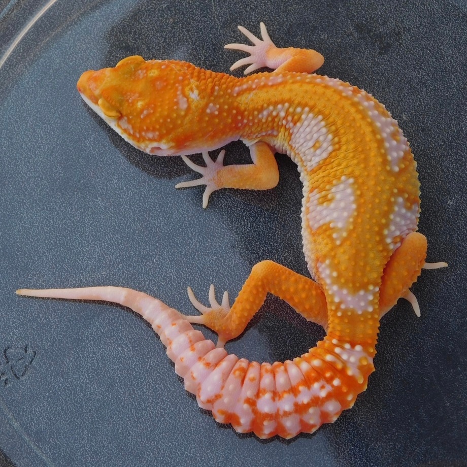 High Contrast Tangerine Tremper *** Leopard Gecko by M.S. Farms Exotics ...