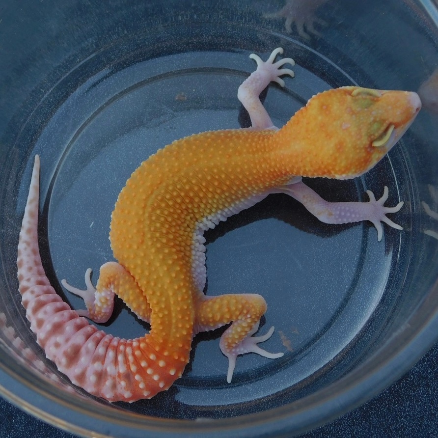 Tangerine Typhoon Het Murphy Patternless Leopard Gecko by M.S. Farms ...