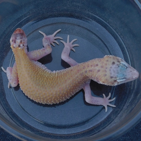 Pet Only Leopard Gecko by M.S. Farms Exotics