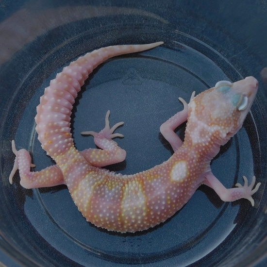 High Contrast Mack Snow Tremper Eclipse Leopard Gecko by M.S. Farms Exotics