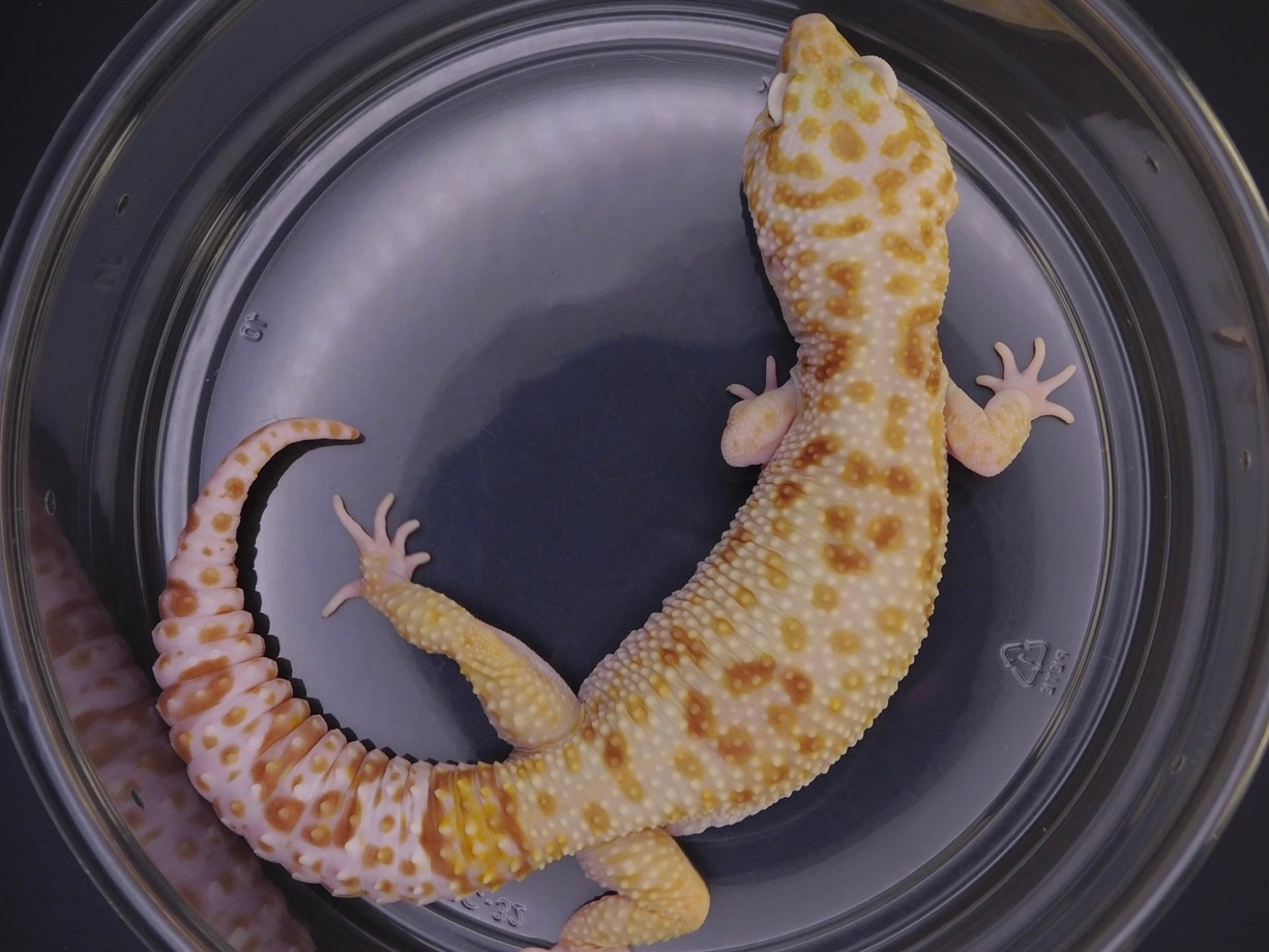 Typhoon Leopard Gecko by M.S. Farms Exotics - MorphMarket