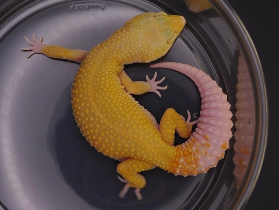 Tangerine Cyclone Leopard Gecko by M.S. Farms Exotics