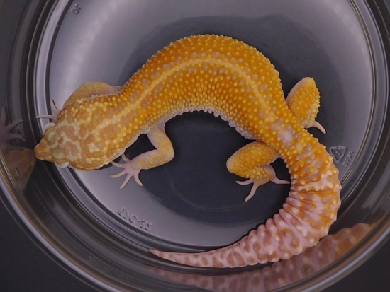 Striped White&Yellow Mack Snow High Contrast Tangerine Tremper 66% Het ...