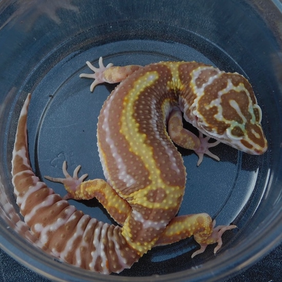 Bold Stripe Mack Snow High Contrast Tremper Leopard Gecko by M.S. Farms ...