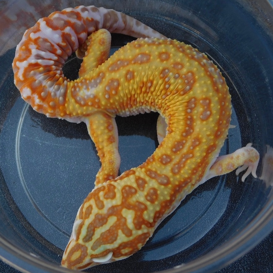 White & Yellow High Contrast Tangerine Tremper Leopard Gecko by M.S ...