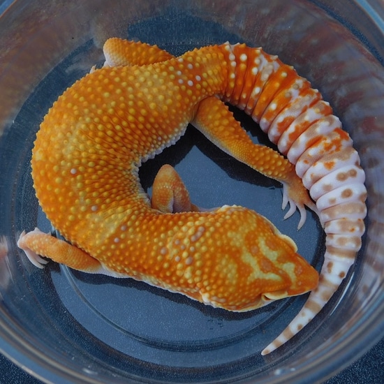 Tangerine Rainwater Leopard Gecko by M.S. Farms Exotics