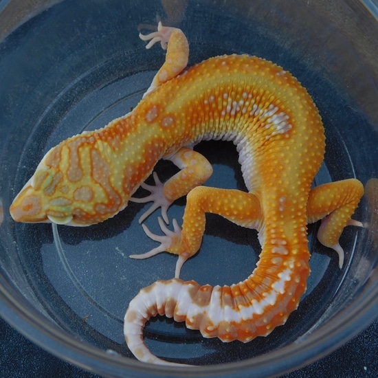 White/Yellow Stripe High Contrast Tangerine Tremper Leopard Gecko by M ...