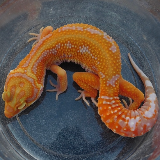 Red Diamond Cross Leopard Gecko by M.S. Farms Exotics