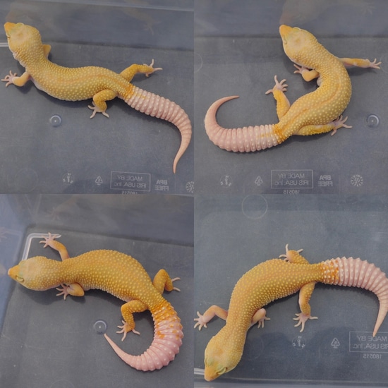 Cyclone Breeding Group Leopard Gecko by M.S. Farms Exotics