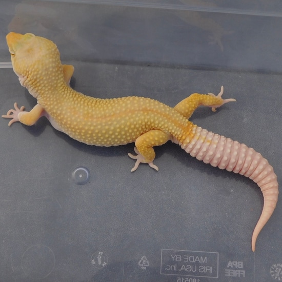 Mack Snow Cyclone Leopard Gecko by M.S. Farms Exotics