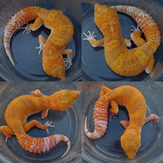 Breeding Pair Tangerine Typhoons "FROM OUR REDHOT RAINWATER PROJECT" Leopard Gecko by M.S. Farms ...
