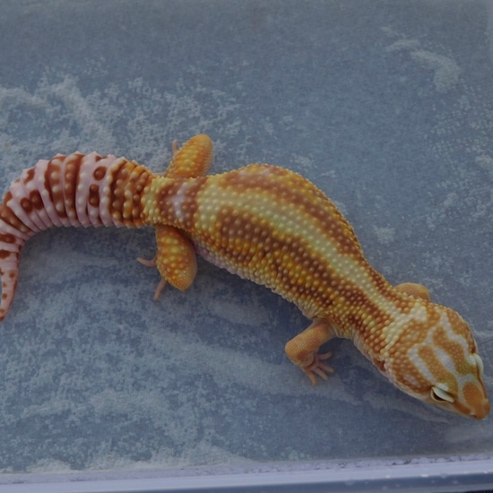Bold Stripe Rainwater Leopard Gecko by M.S. Farms Exotics