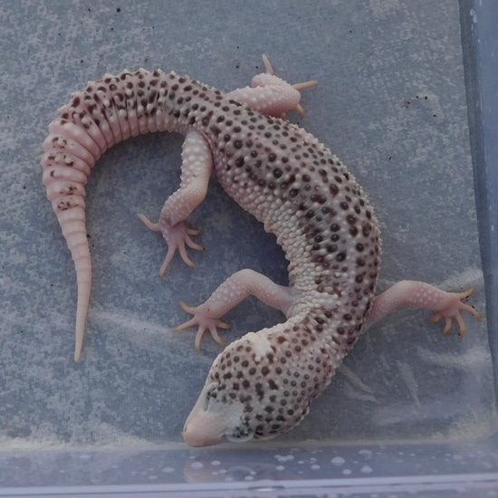 Pied Total Eclipse Leopard Gecko by M.S. Farms Exotics