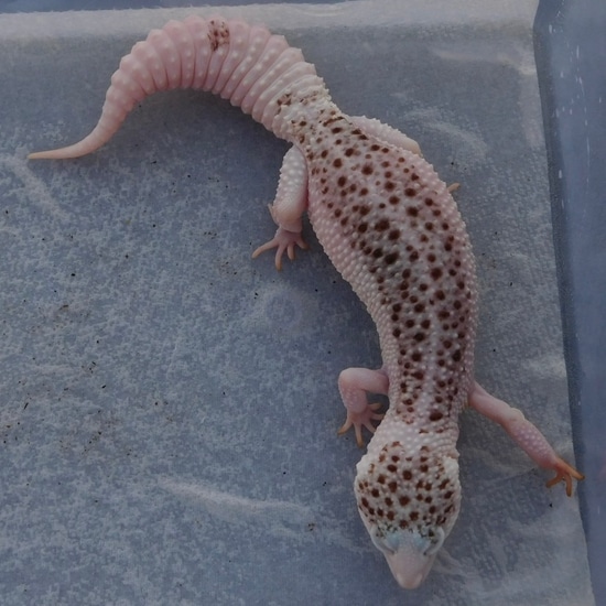 High Pied Total Eclipse Leopard Gecko by M.S. Farms Exotics