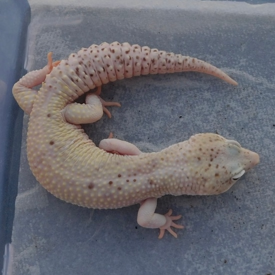 White & Yellow Mack Snow Eclipse Leopard Gecko by M.S. Farms Exotics
