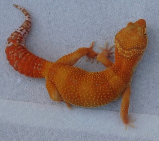Tangerine Rainwater "F2 RedHot Rainwater Project" Leopard Gecko by M.S. Farms Exotics