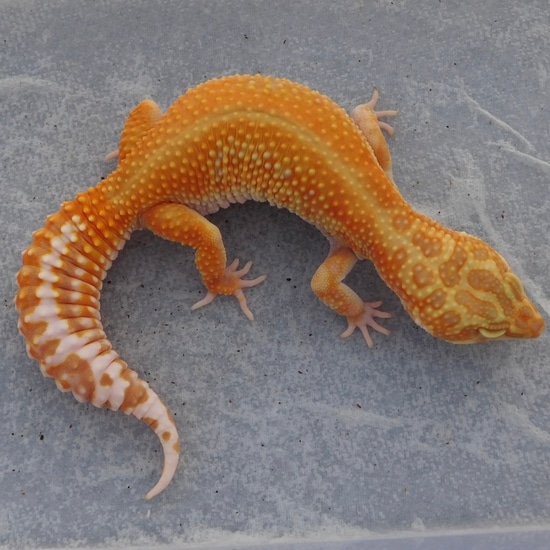 Retired Breeder Leopard Gecko by M.S. Farms Exotics