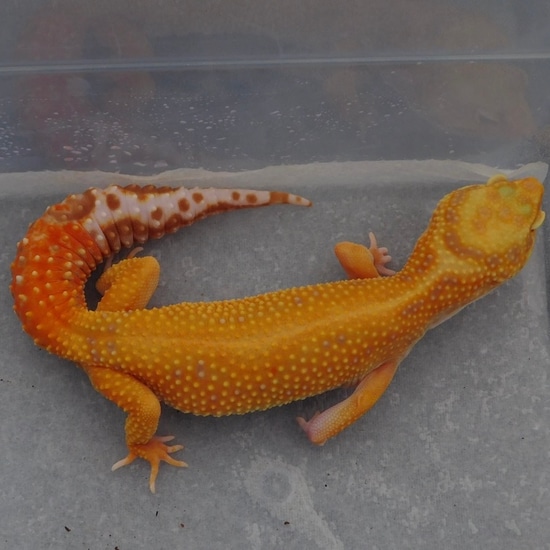 Tangerine Rainwater " F3 RedHot Rainwater Project" Leopard Gecko by M.S ...