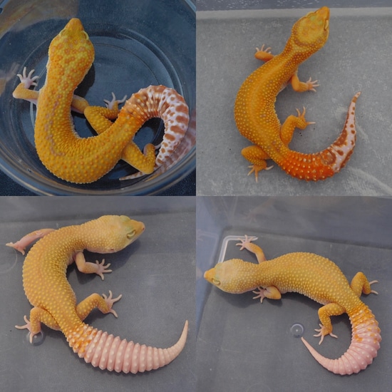Rainwater Breeding Group Leopard Gecko by M.S. Farms Exotics