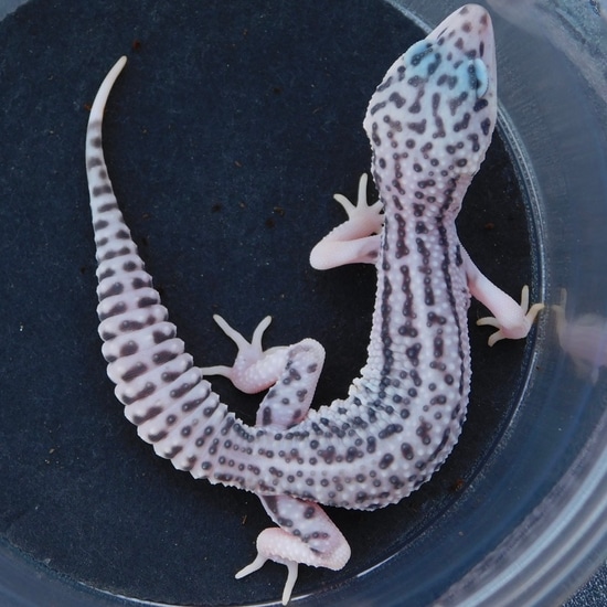 Super Snow Leopard Gecko by M.S. Farms Exotics