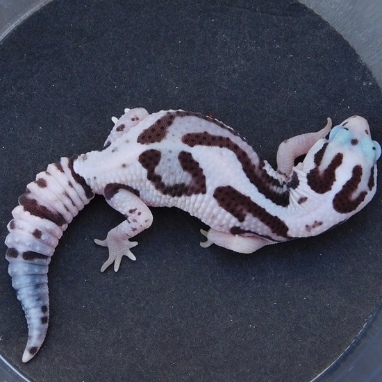 Whiteout Stripe Oreo African Fat-Tailed Gecko by M.S. Farms Exotics