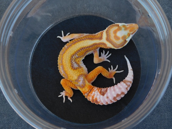 Bold Stripe Tangerine Rainwater Leopard Gecko by M.S. Farms Exotics