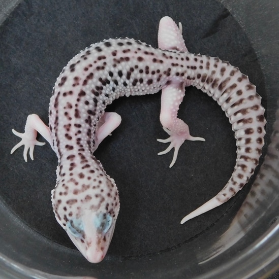 Total Eclipse Hyper Xanthic Leopard Gecko by M.S. Farms Exotics