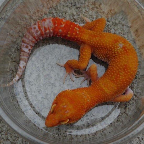 Tangerine Rainwater Leopard Gecko by M.S. Farms Exotics