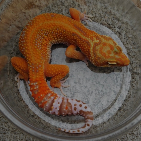 Stripe Tangerine Rainwater Leopard Gecko by M.S. Farms Exotics