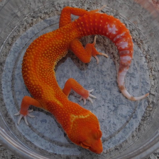 F2 RedHot Project Leopard Gecko by M.S. Farms Exotics