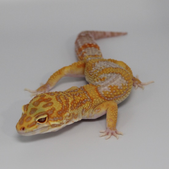 High Contrast Tangerine Tremper Leopard Gecko by M.S. Farms Exotics