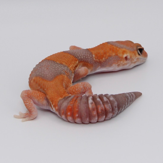 Tangerine Amel African Fat-Tailed Gecko by M.S. Farms Exotics