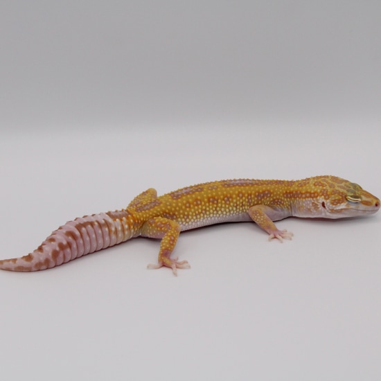 Mack Snow Tremper Leopard Gecko by M.S. Farms Exotics