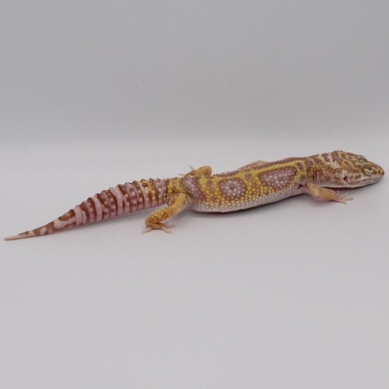 Mack Snow Tremper Leopard Gecko by M.S. Farms Exotics