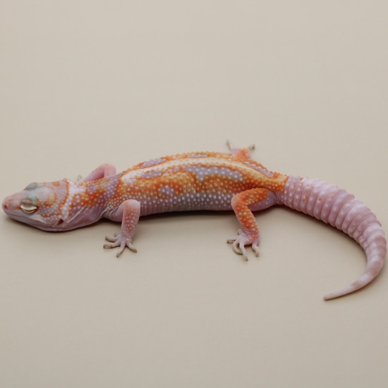 White&yellow Mack Snow Tangerine Tremper 50% Pos Het Eclipse Leopard ...