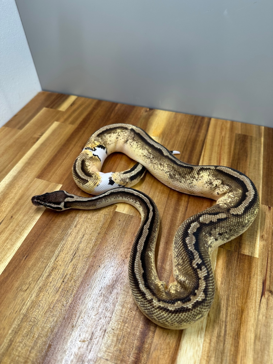 Pastel Piebald Het Albino Ball Python by M&M morphs - MorphMarket