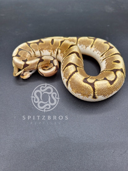 Enchi Spider Het Clown Ball Python by SpitzBros Reptiles