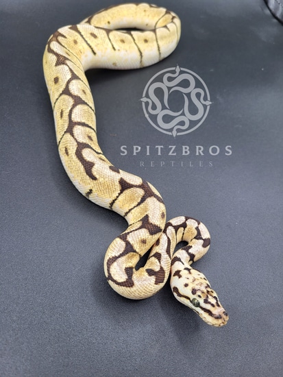 Pastel Spider Het Puzzle Ball Python by SpitzBros Reptiles