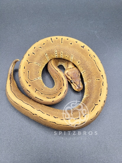 Enchi Spider Pinstripe 50% Het Clown Ball Python by SpitzBros Reptiles