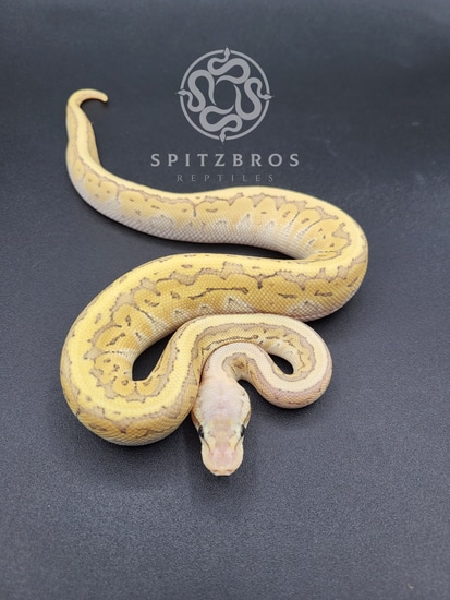 Lesser Pastel Pinstripe Hypo Het Clown Ball Python by SpitzBros Reptiles