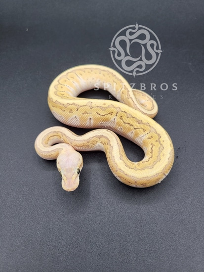 Lesser Pastel Pinstripe Hypo Het Clown Ball Python by SpitzBros Reptiles